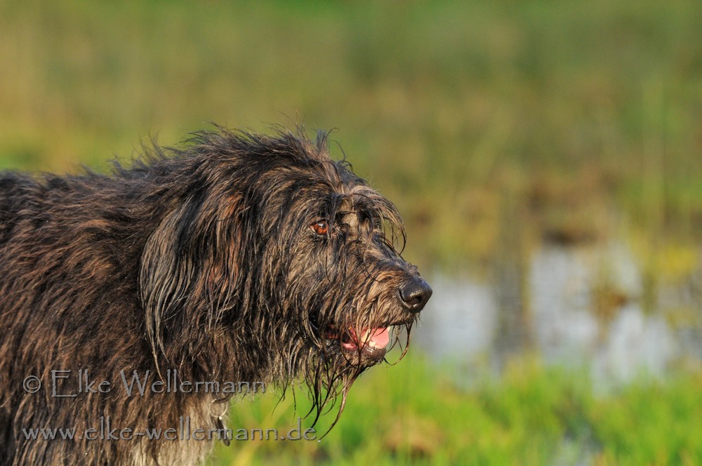 Briard-Mix & Australian-Shepherd-Mix