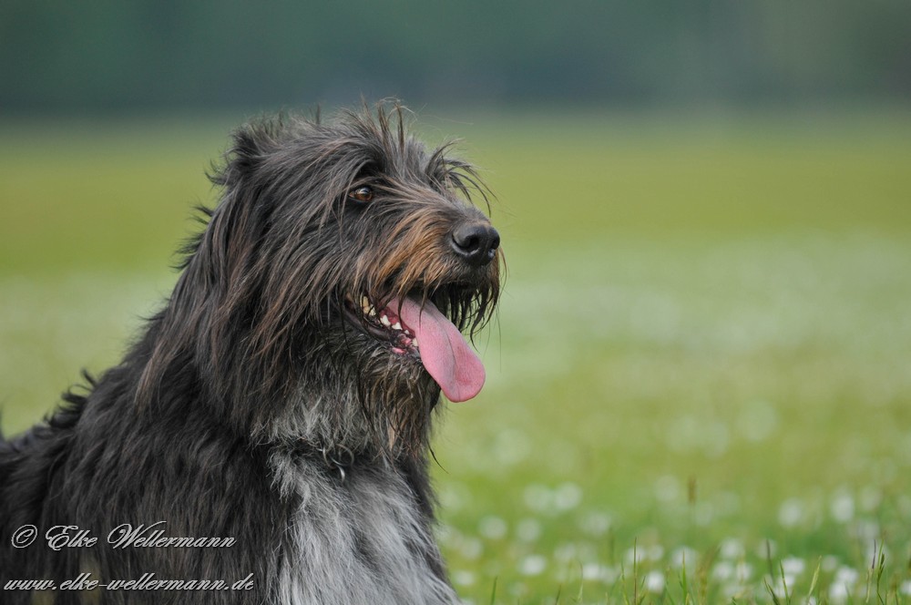 Briard-Mix & Australian-Shepherd-Mix