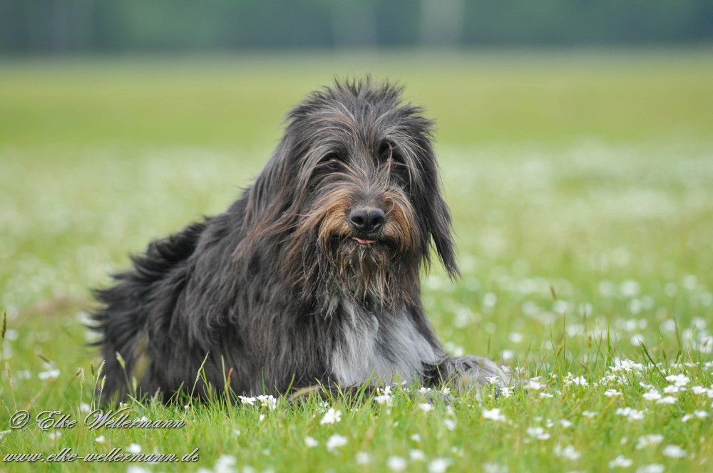 Briard-Mix & Australian-Shepherd-Mix